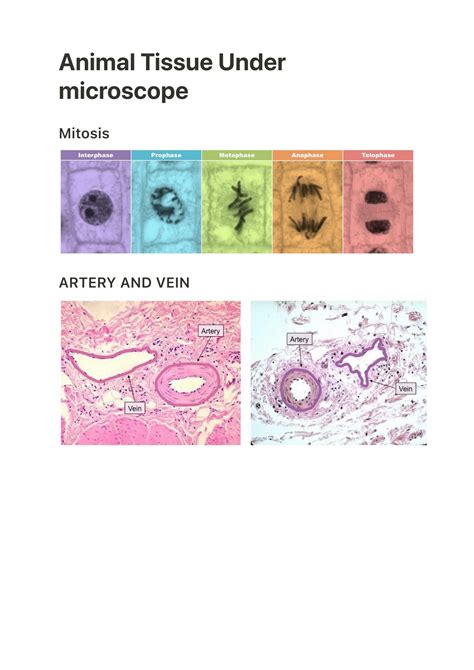 Solution As Level Biology Practicals Microscope Notes Studypool