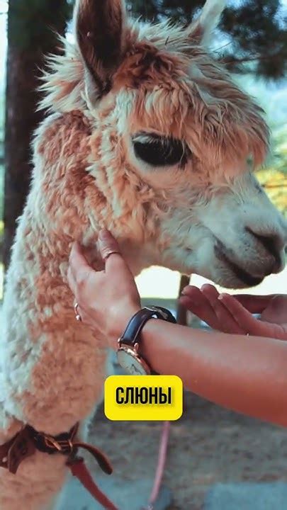 Зачем альпаки плюются животные факты вмиреживотных Youtube