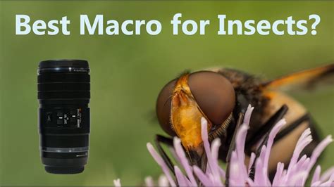 Best Macro Lens For Insects Nikon At Roger Marino Blog