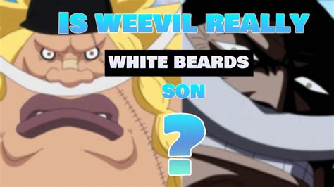 Is Edward Weevil Really Whitebeards Son Or An Experiment Gone Wrong One Piece Theory Youtube