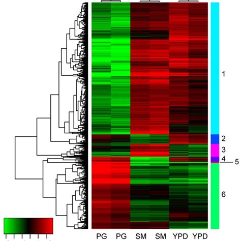 Differentially Expressed Gene Clusters Genes Differentially Expressed Download Scientific