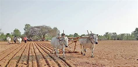 နတ်မောက်မြို့နယ်၌ ဆောင်းနှမ်းများ စတင်စိုက်ပျိုး Myawady Webportal