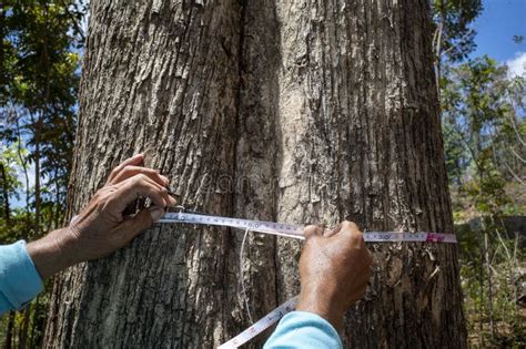 Measuring The Circumference Of Teak Tree Trunks Tectona Grandis Using