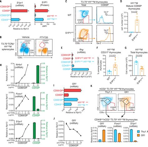 Cd8 T Cell Tolerance Results From Eviction Of Immature Autoreactive