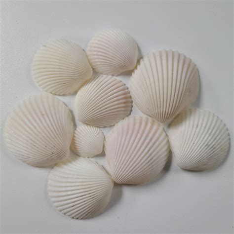 Philippine Cockle Asst Darlenes Shells