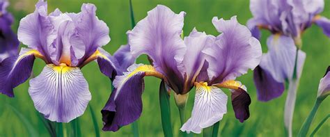 Guide Complet Sur Les Bulbes Diris