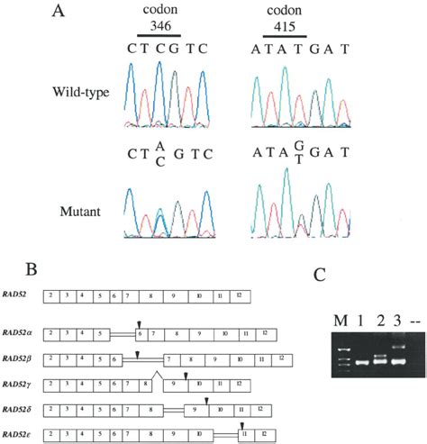 Germ Line Truncating Mutations Within Rad52 In Early Onset Breast