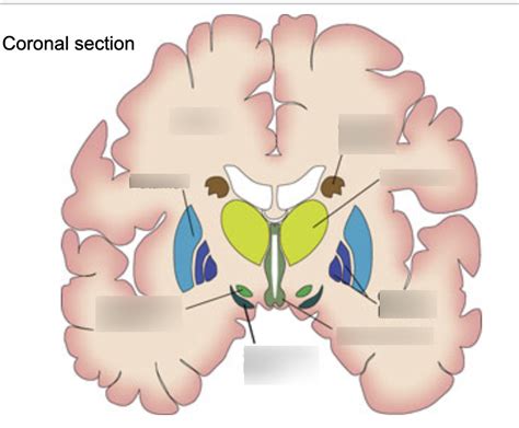 Ba12 Diagram Quizlet