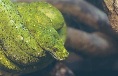 Premium Photo Green Tree Python On Tree
