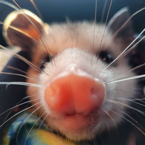 Cute Opossum Face Opossum Awesome Possum Cute Wild Animals