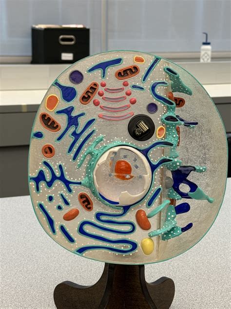 cell lab model diagram quizlet