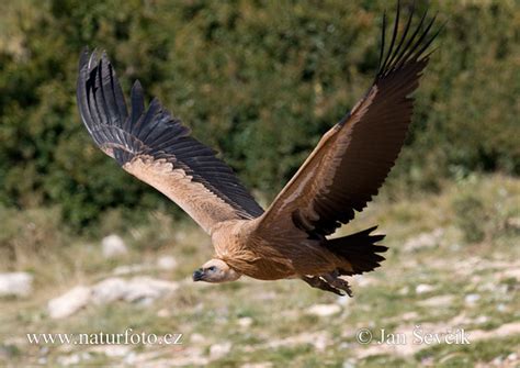 Gyps Fulvus Pictures Griffon Vulture Images Nature Wildlife Photos