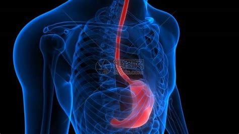 X光x3d转化体消化系统毒胃解剖高清图片下载 正版图片507493729 摄图网