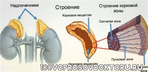 Лиз Бурбо. Таблица болезней в алфавитном порядке. Метафизика ...