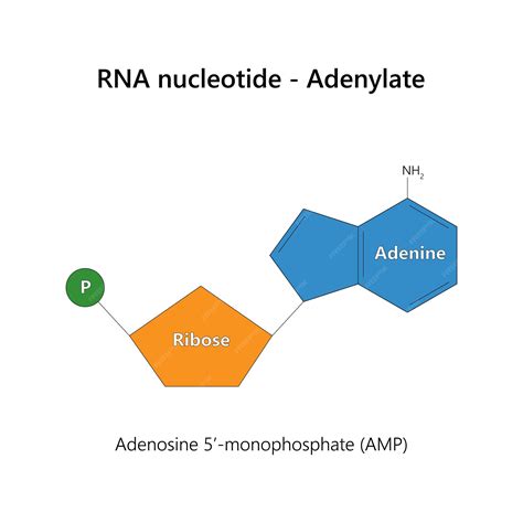 Rna Nucleotide Diagram