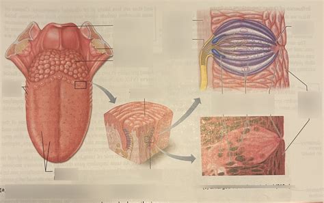 The Special Senses Diagram Quizlet