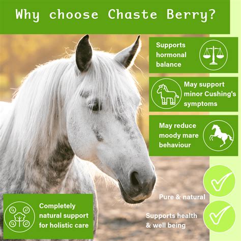 Chaste Berry For Horses Benefits For Health And Mood