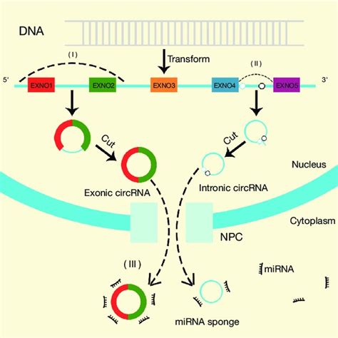 CircRNA Production Mechanism I After Exons Are Circularized The Download Scientific Diagram