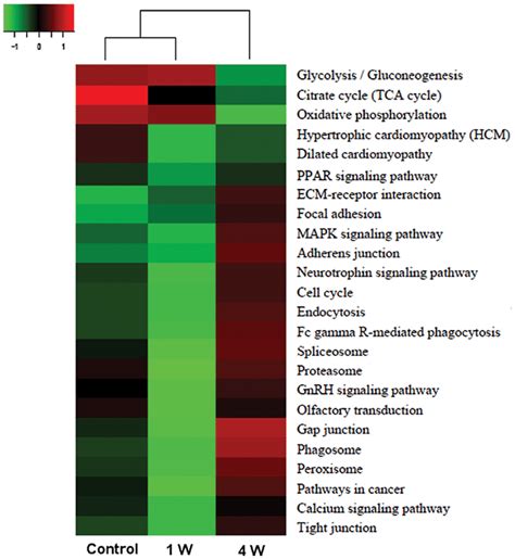 heatmap cluster dendrogram showing the relative expression level of
