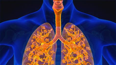 Anatomía De Pulmones Del Sistema Respiratorio Humano Stock De