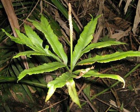 Helminthostachys Zeylanica L Hook Kamraj Botany Cz