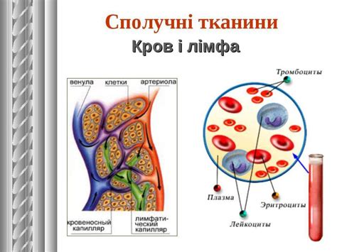 Різноманітність клітин людського організму Тканини презентация онлайн