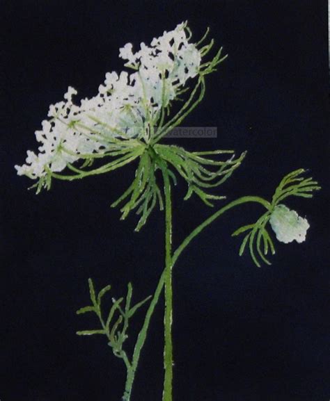 Queen Annes Lace Artofit