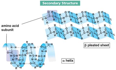 13 Protein Primary Secondary Tertiary And Quaternary Structure