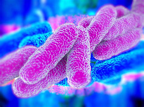 Infección Por Staphylococcus Aureus Síntomas Causas Prevención