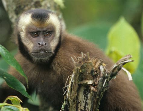 Sapajus Macrocephalus Large Headed Capuchin — Coke Smith Wildlife