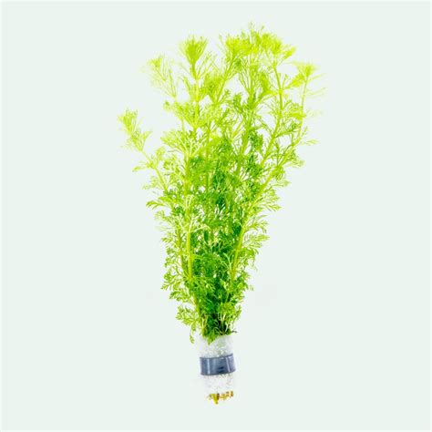 Limnophila Heterophylla Buy Aquarium Fish