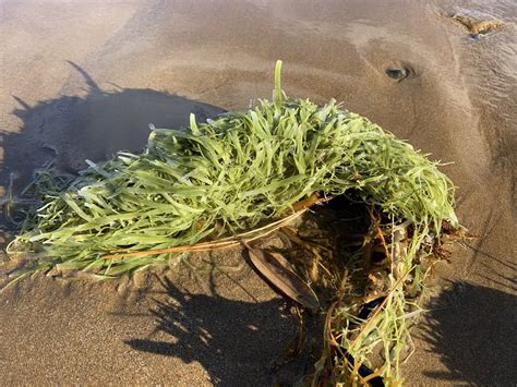 Caulerpa An Invasive Marine Seaweed What To Look Out For And What