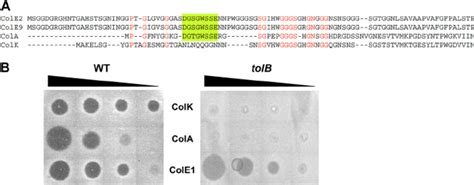 In The Absence Of An Identifiable Tolb Binding Sequence Colicin K Download Scientific Diagram