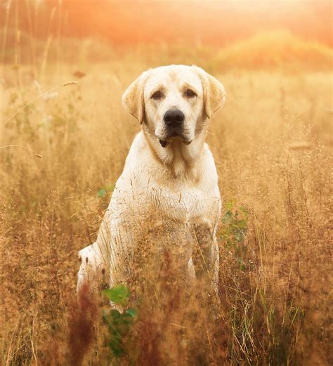 Yellow Lab Names 250 Awesome Ideas For Naming Your Pup