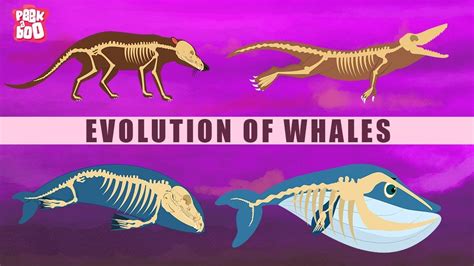 Evolution Of Whales The Dr Binocs Show Best Learning Videos For