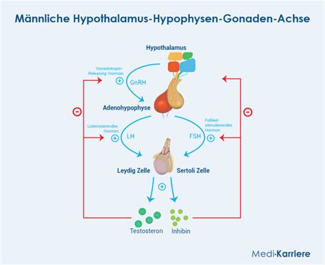 Hypothalamus Hypophysen Achse Physiologie Und Funktion