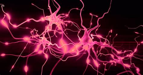 Brain Neurons Nerve Cells Activity Backgrounds Motion Graphics Ft Neuron And Brain Envato