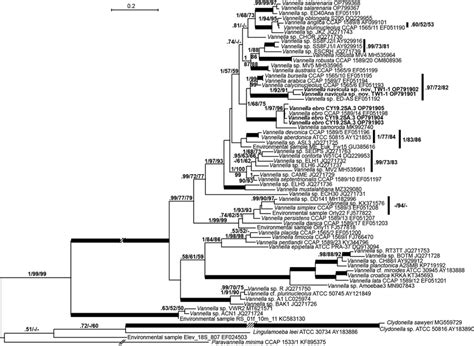 maximum likelihood iq tree phylogenetic tree of vannellida based on