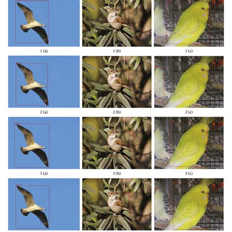 Bird Object Detection Results Download Scientific Diagram