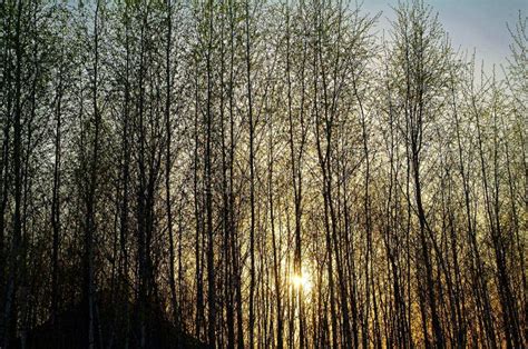 The Light Of The Sun Through The Trees In The Evening Stock Photo Image Of Environment