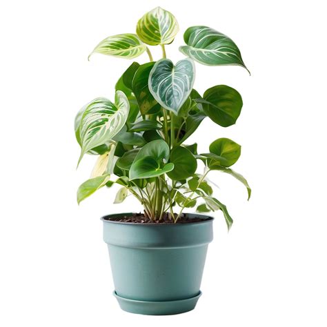 Download Pothos Plant Fertilizing Schedule Png 25