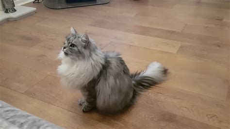 Cat Does Backflip Youtube