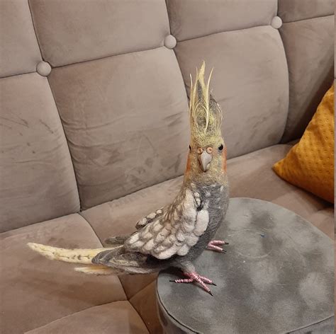 Pearl Cockatiel