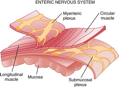Gastric Secretion Clinical Tree