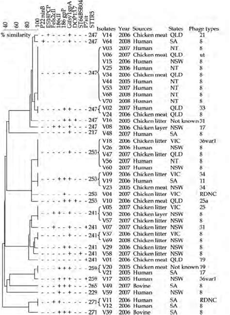 a dendrogram based on composite maplt mlva data as described in section