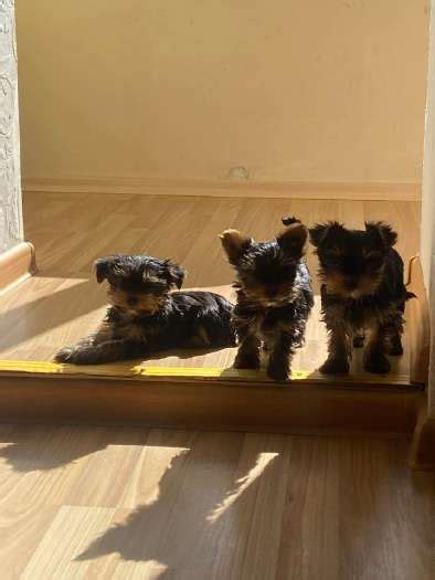 Jorkšyro Terjerai Skelbiult