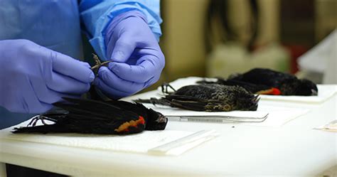 Fake Birds On Film The Atlantic