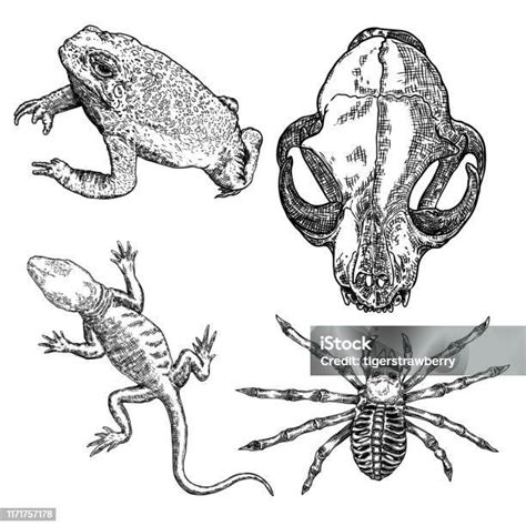 마법의 세트 신비 속성 장식 요소 고양이 머리 두개골 거미 해골 개구리 두드 도마뱀 파충류 할로윈을 위해 설정합니다 벡터 개구리에 대한 스톡 벡터 아트 및 기타 이미지