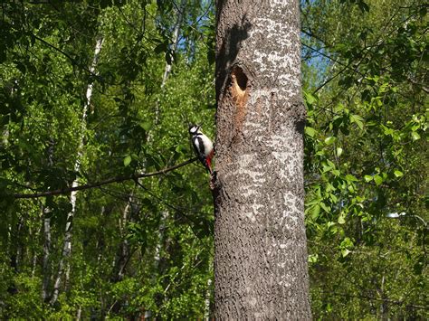 Nonstop Photos сЕлена Дятлы