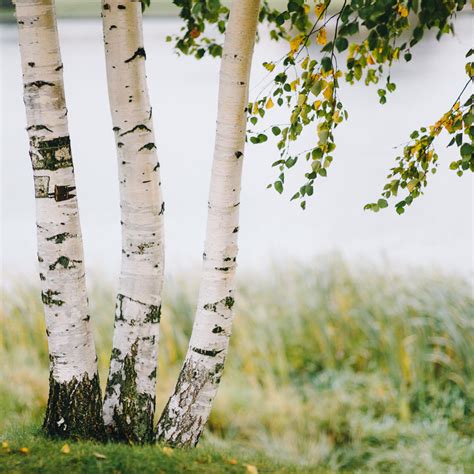 Paper White Birch Tree Usda Zones 2 6 18 24 Inch 3 Pack